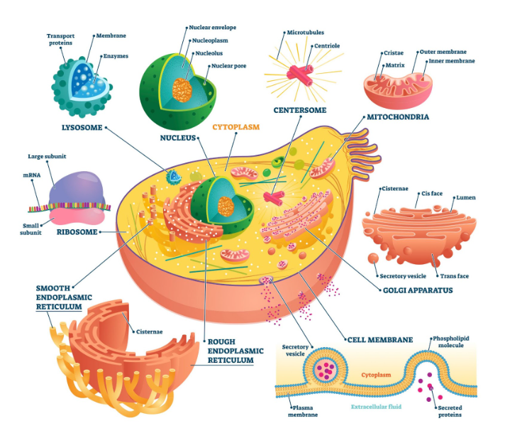 Parts Of A Cell A Level